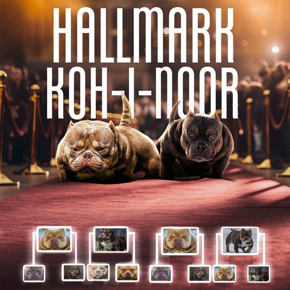 American Bully Dogs - The #1 Kennel DLMB